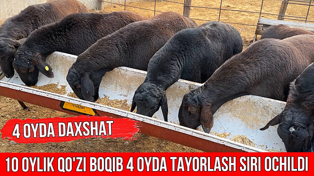 YANGICHA USLUBDA QO'CHQOR BOQISH BIZNESI TEZ VA SAMARALI BOQISH USULI ...