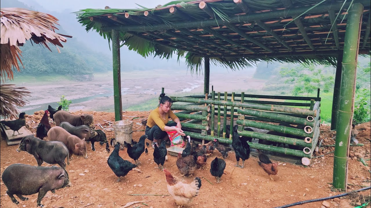 How to make a clean and beautiful bamboo pig house. Moving pigs to a ...