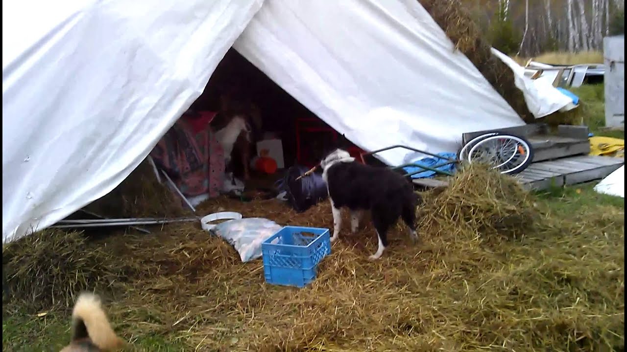 dogs offended by mating goats - YouTube