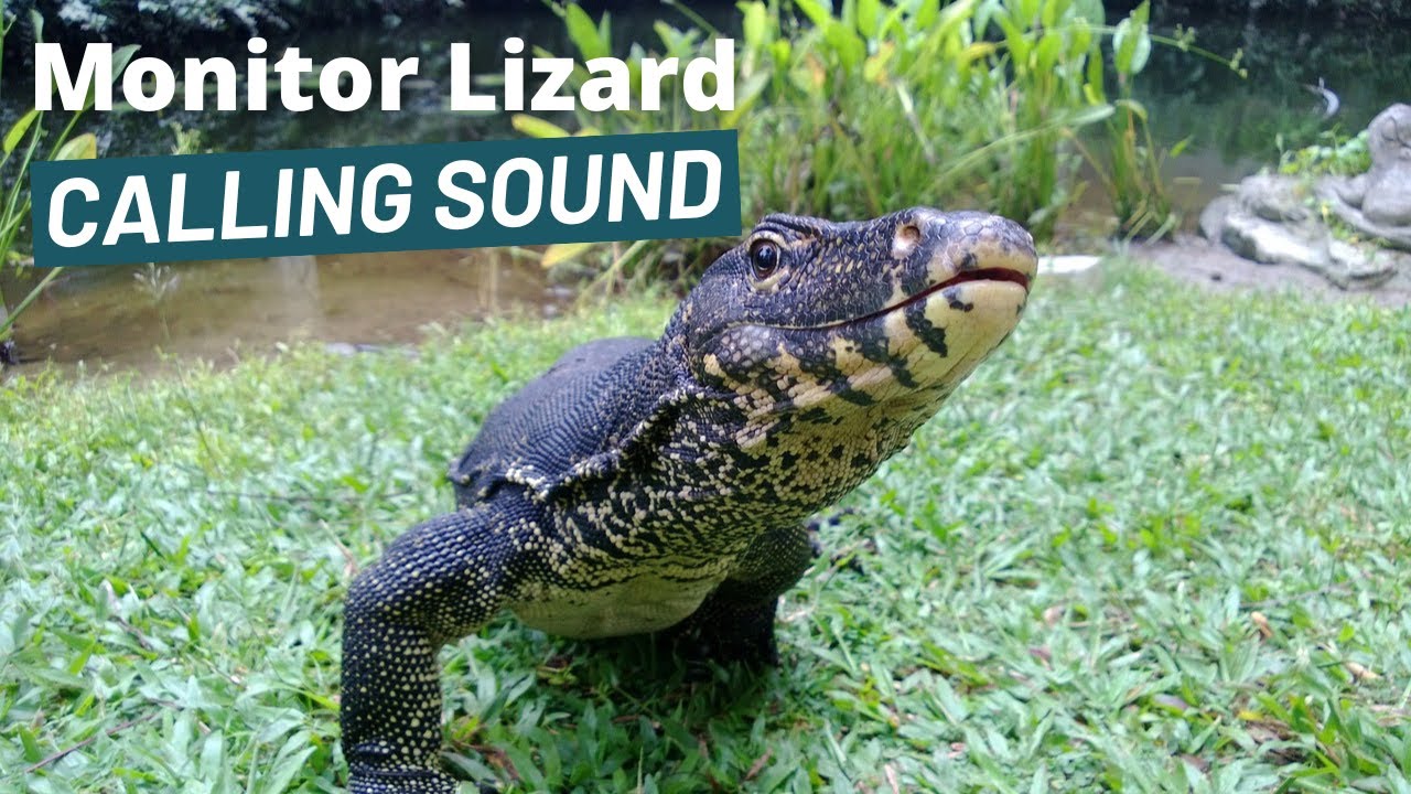 Monitor Lizard Calling Sound - YouTube