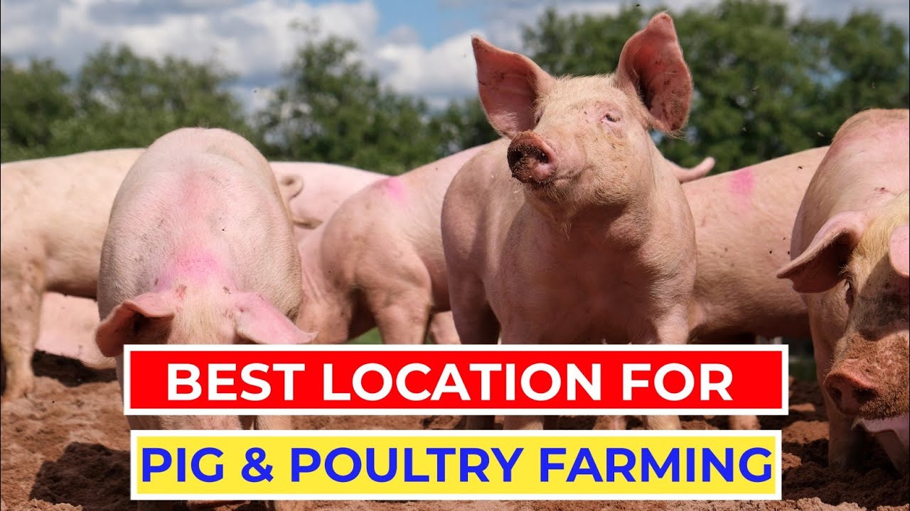 How to choose the best location for your pig farm and poultry farm # ...