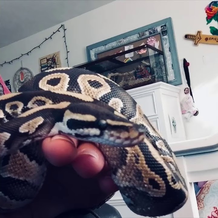 Ball Python Yawning - YouTube