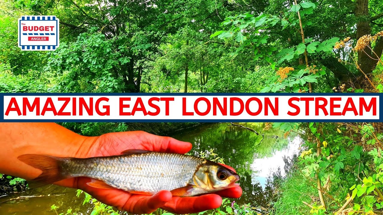 Chub and Dace the River Ingrebourne in London - YouTube