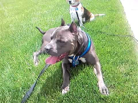 Goliath After 3 mile pull. Blue pitbull - YouTube