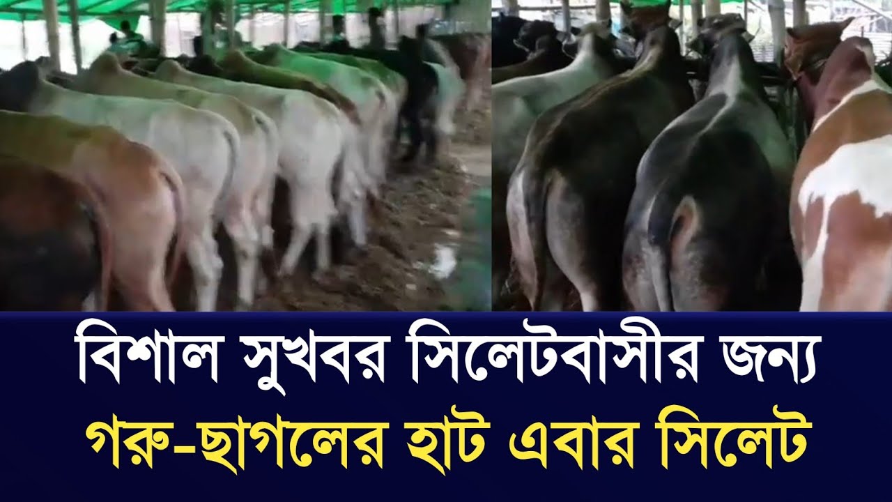 সিলেটে আসলে এবার বিশাল সুখবর টিলাগড় মিরাপাড়া বিশাল গরু-ছাগলের হাট | Sylhet news today | gorur ...
