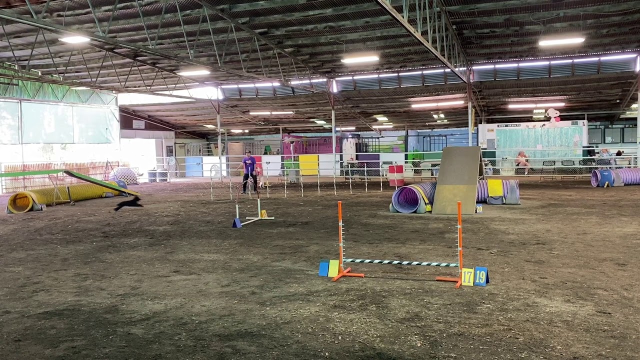 NADAC - Elite Regular - "Flenner" Course (Run 2) - YouTube