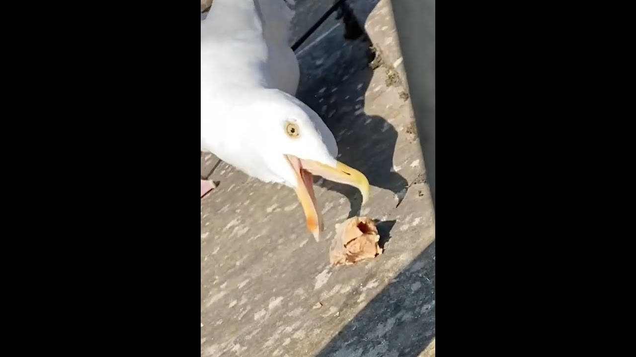day 9 of feeding my pet seagull to gain his trust - YouTube