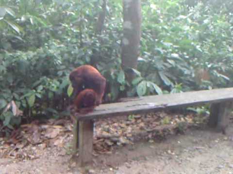 mono rascandose - YouTube