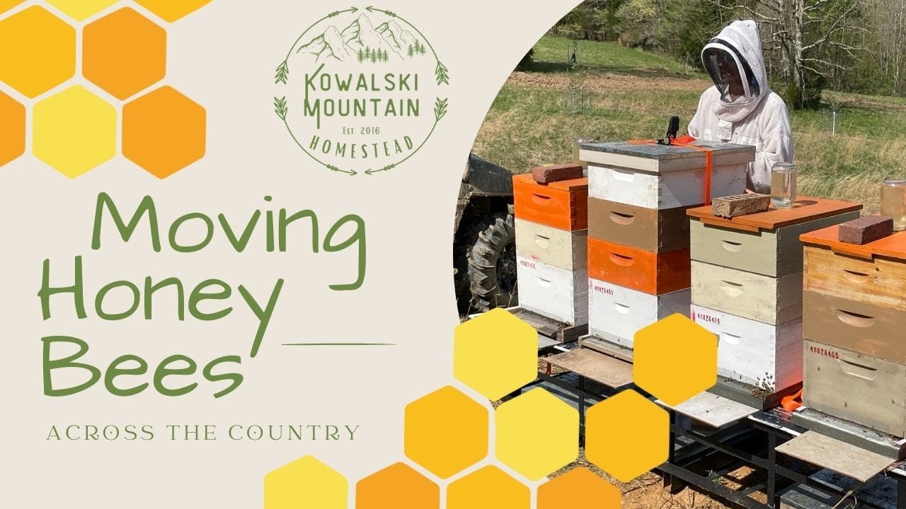 Moving Honey Bees Cross Country | How to Move Honey Bees Long Distance ...