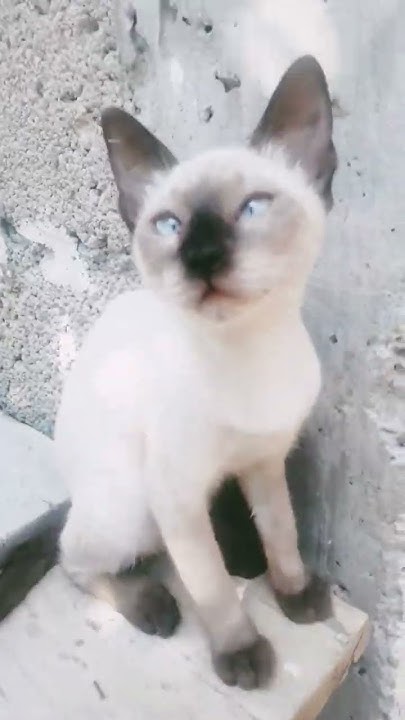 Milky Gatitos Cats Michis Michi Cat Gatita Miau Gata Gato