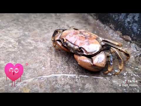 KEKDA DANCE.... - YouTube