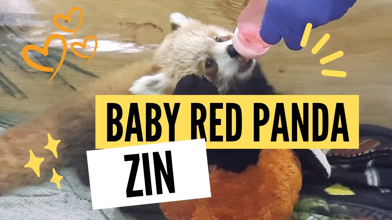 Baby Red Panda Zin Drinking from Her Bottle - YouTube