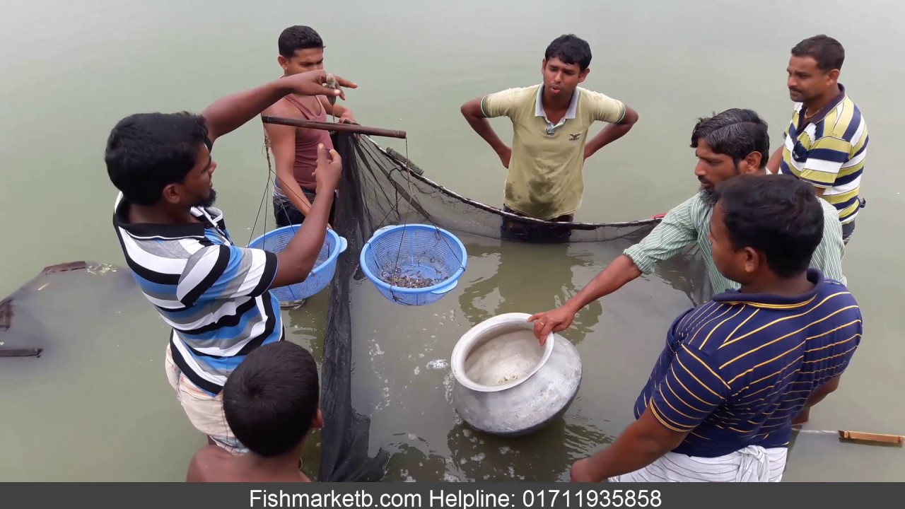 Pabda fish catching from pond | Fish cultivation | পাবদা মাছ - YouTube