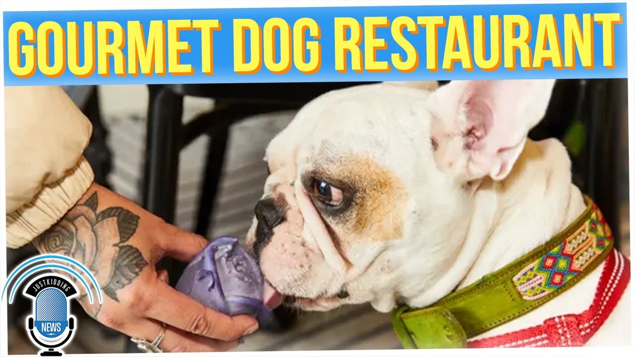 Fine Dining Restaurant for Dogs is Open in San Francisco - YouTube