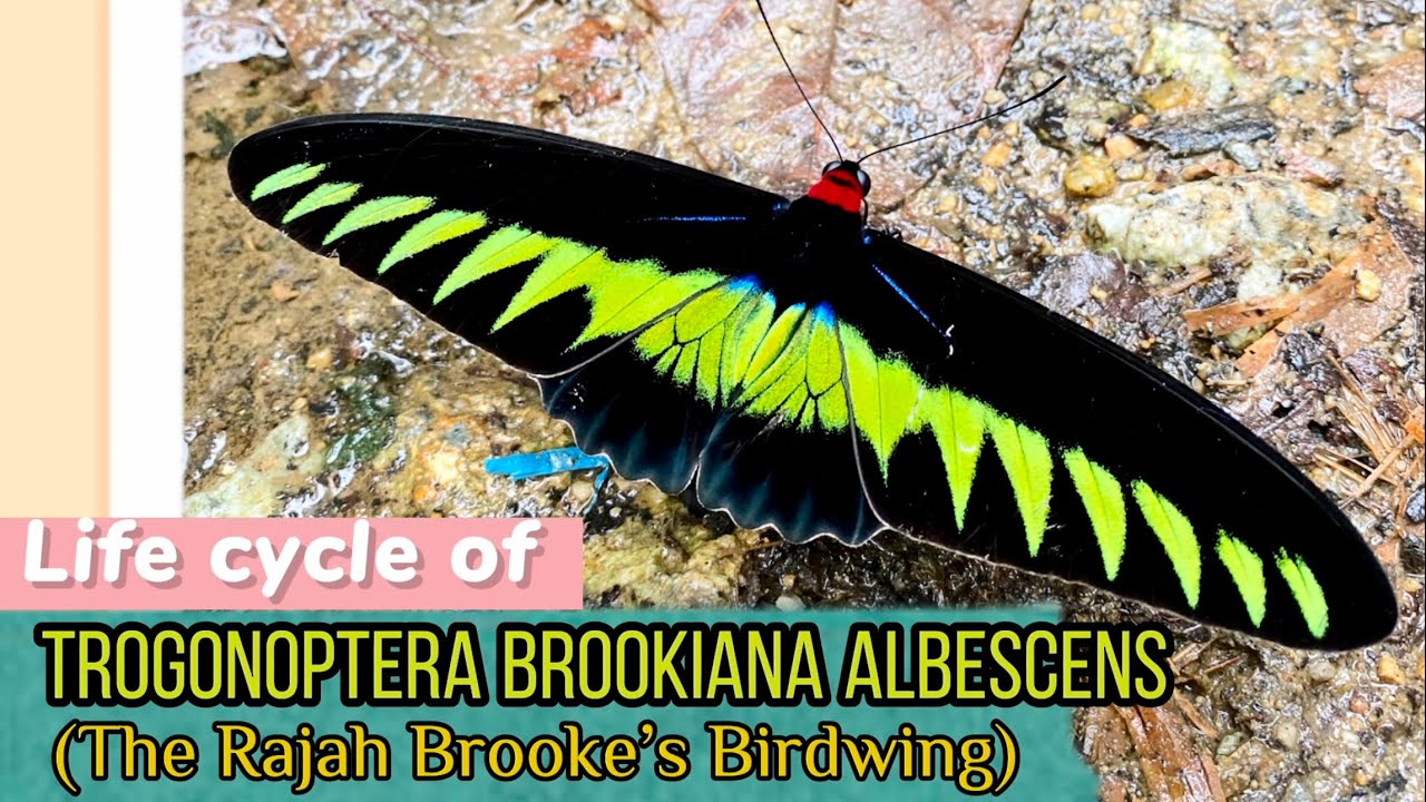 Butterfly lifecycle of Trogonoptera brookiana(Rajah Brooke’s Birdwing)# ...