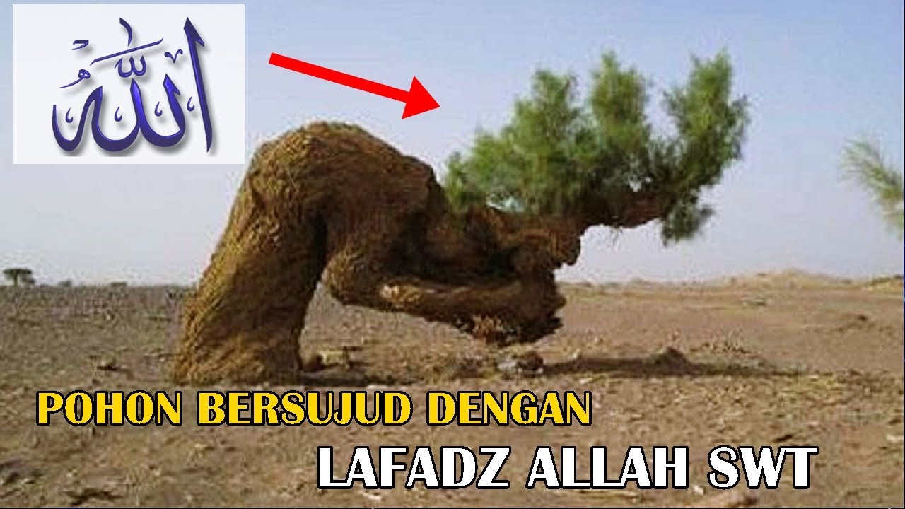 BUKTI KEBESARAN ALLAH SWT! Masyallah Inilah 7 Tanda Kebesaran Allah SWT ...
