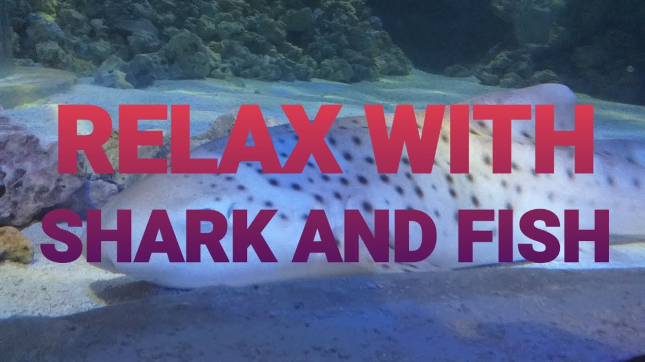 RA1816 Relaxing Shark in Southend - YouTube