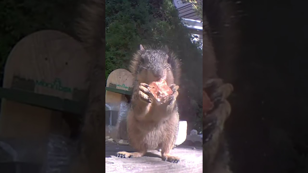 Squirrel eats a sandwich 🥪 - YouTube