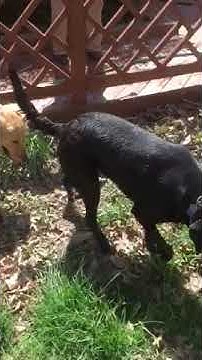 Milo and River - YouTube