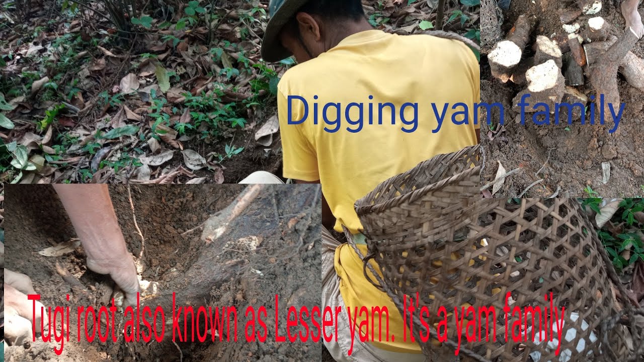 Digging tugi/lesser ,yam family in the jungle#village life#Northeastern ...