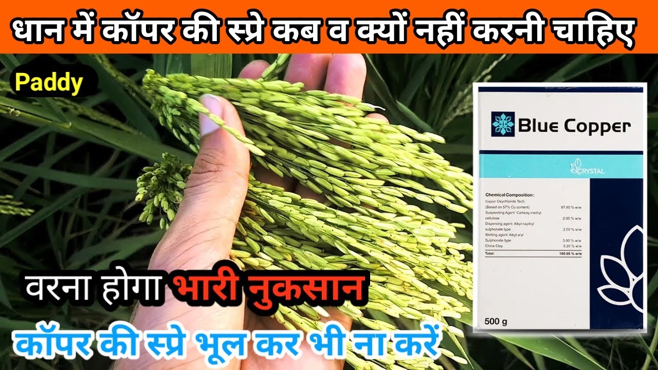 Copper || Copper spray in paddy || धान के ऊपर कॉपर की स्प्रे भूल कर भी ...