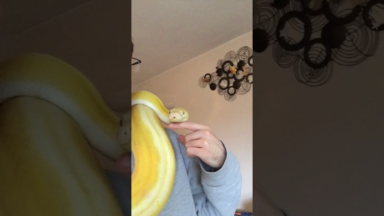 A quick kiss and back for more chin strokes. - YouTube