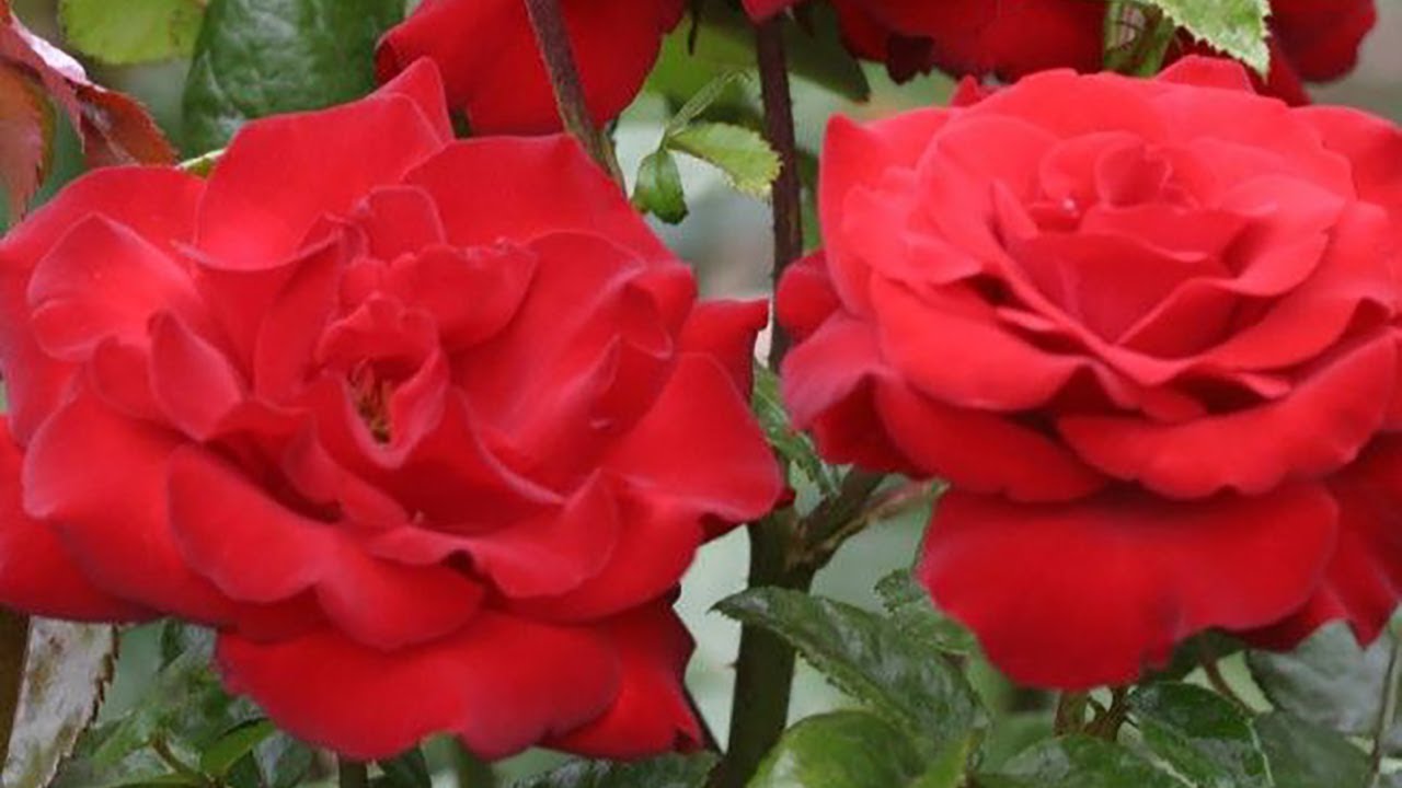 Crimson Bouquet Grandiflora: Maplewood Rose Garden - YouTube