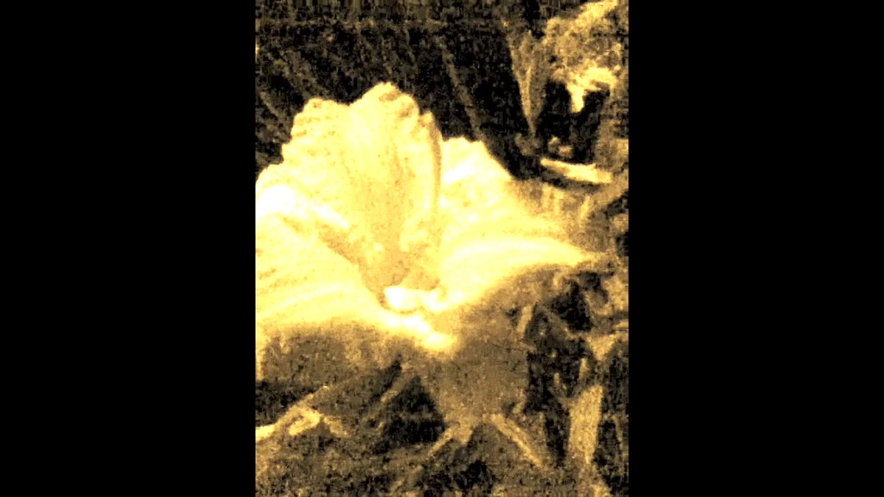 "Flowers of Delirium" by Uilvriend Digital (Tom Meninga) - YouTube