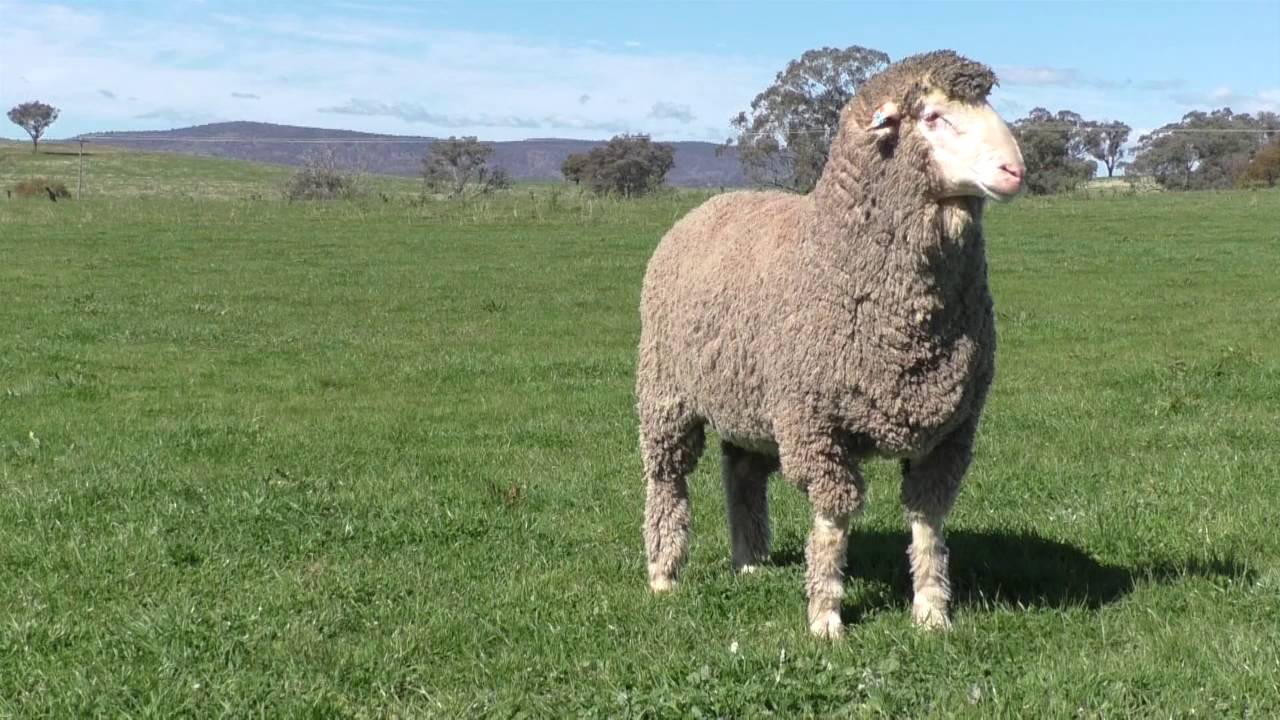 Kerin Poll Merino Stud 2016 Rams: LOT 16 - YouTube