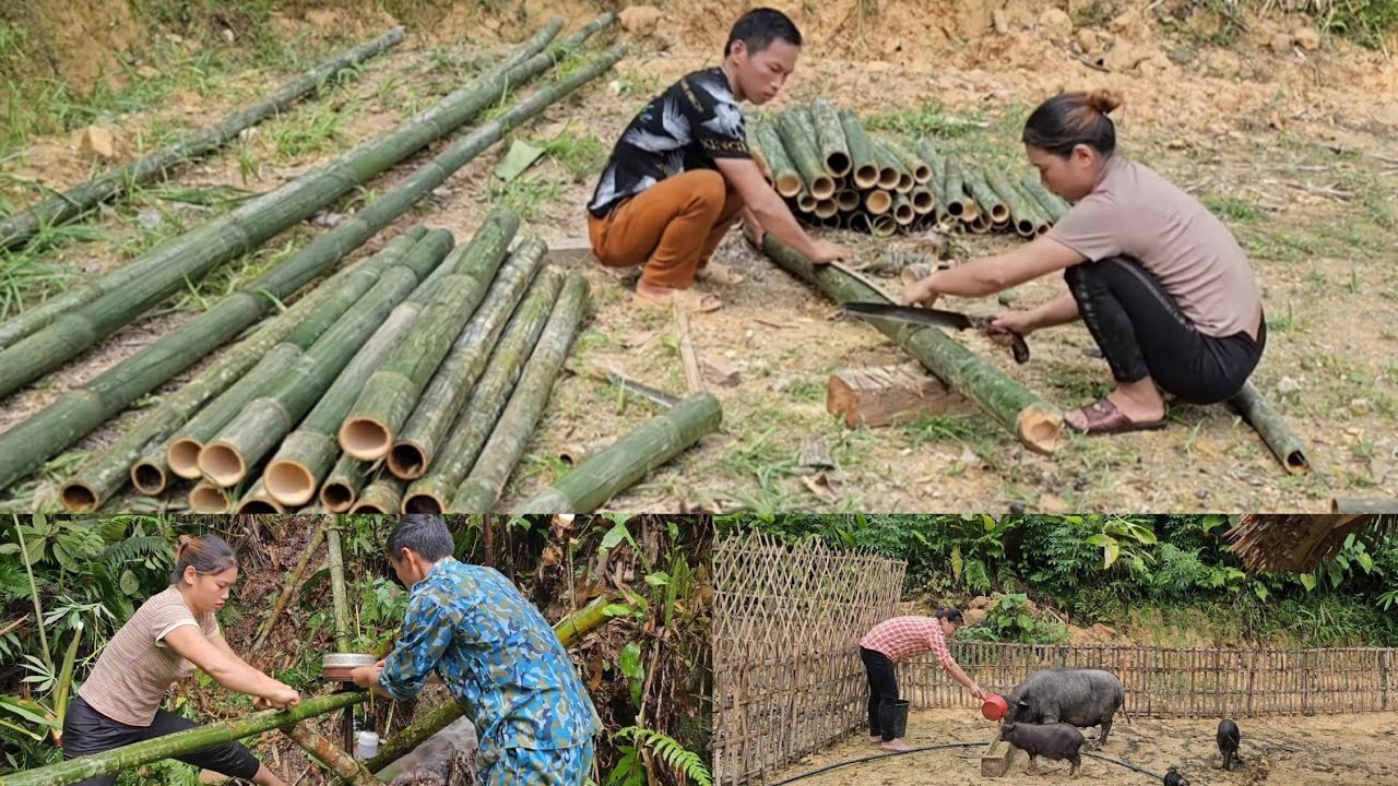 Watch a young couple build a bamboo farm and feed a mother pig-design ...