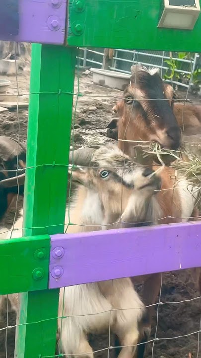 These poor babies. I could tell they aren’t well fed. 😔🐄🐐🐇#goats #cows ...