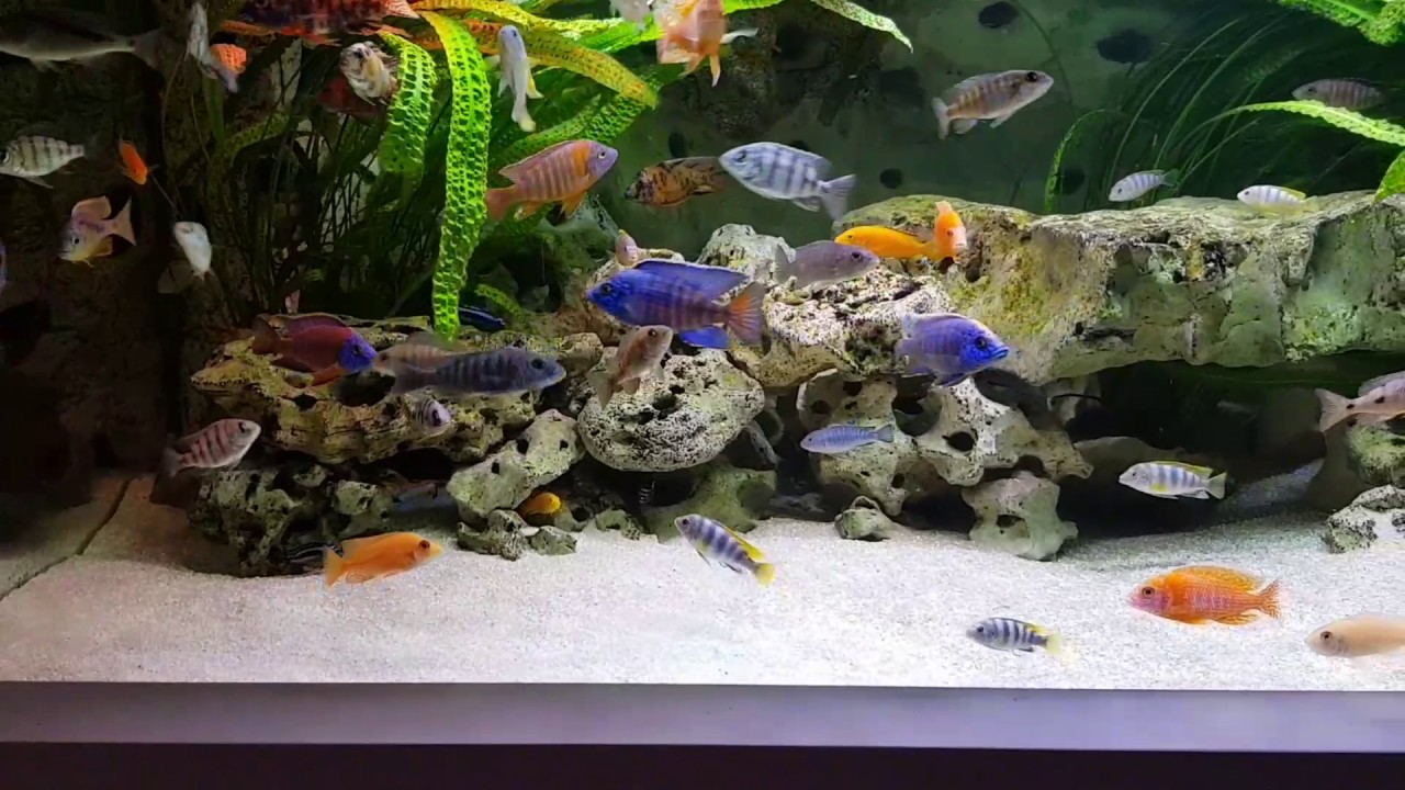 900 liter Malawi akvarie - YouTube