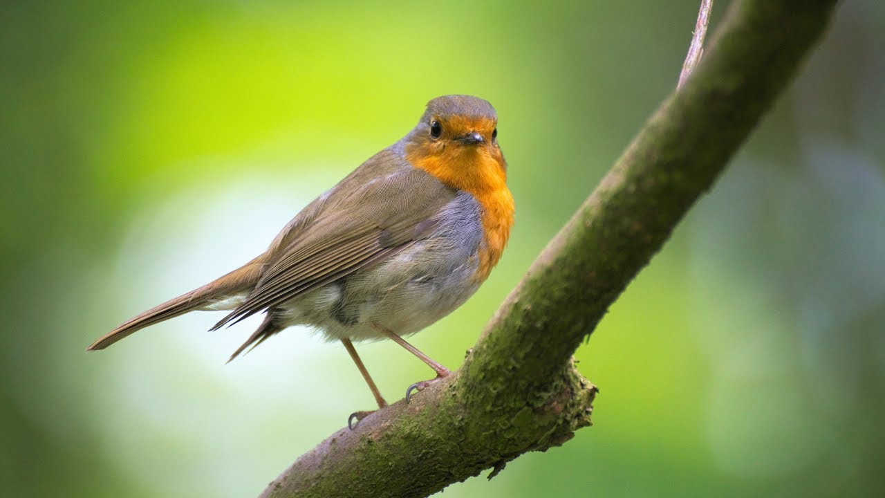 Forest Birdsong Nature Sounds-Relaxing Bird Sounds for Sleeping-Calming ...