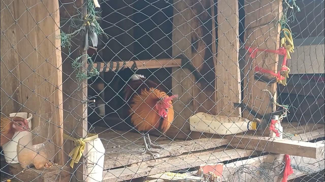 saib qaib dib laug caij laug nyoog ua ke nawb ib tsoom phooj ywg - YouTube