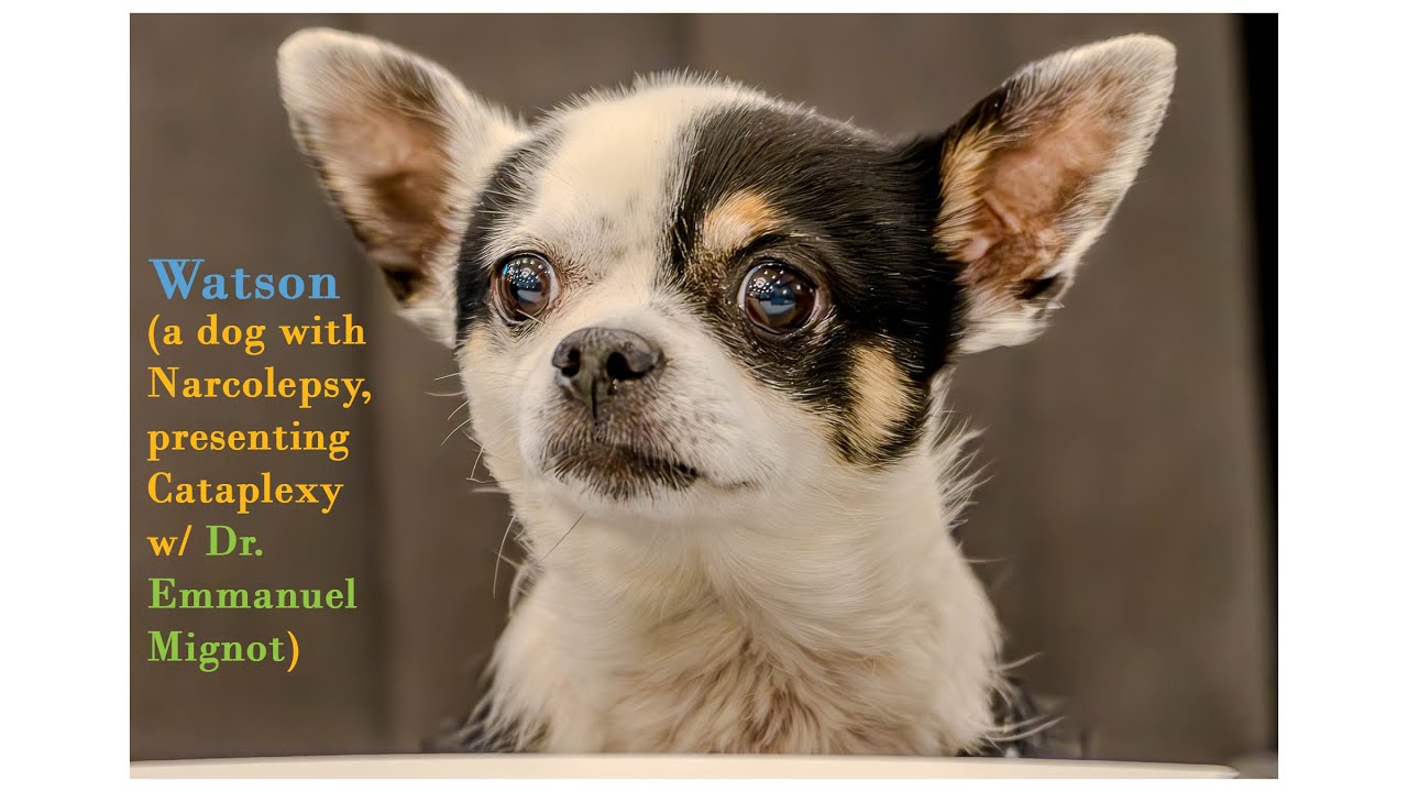 Dr. Emmanuel Mignot with Watson, a dog with Narcolepsy, presenting ...