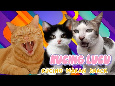 KUCING LUCU MEONG MEONG ‼️ KUCING MAKQN SNACK ‼️ LAGU KUCING MEONG ...