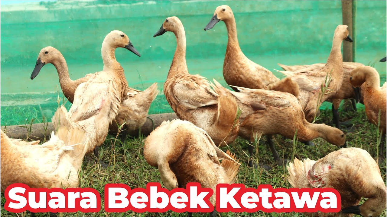 SUARA BEBEK KWEK KWEK KWEK KWEK KETAWA BEBEK BERENANG KWEK KWEK LUCU ...