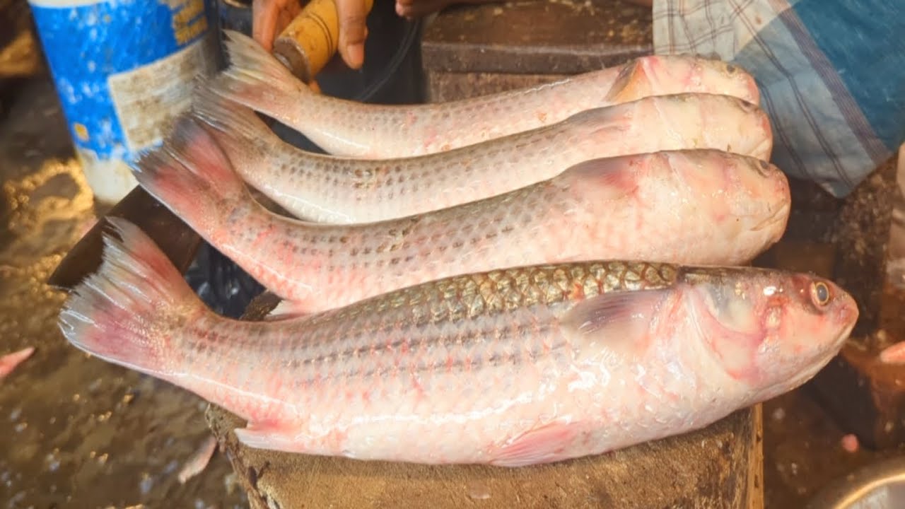 Incredible Giant Batta Fish Cutting Skills In Fish Market By Expert ...