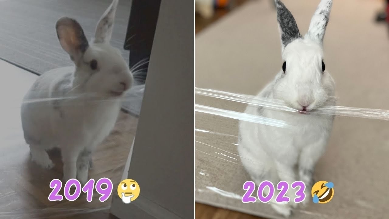 Bunny VS Invisible Wall, Then & Now - YouTube