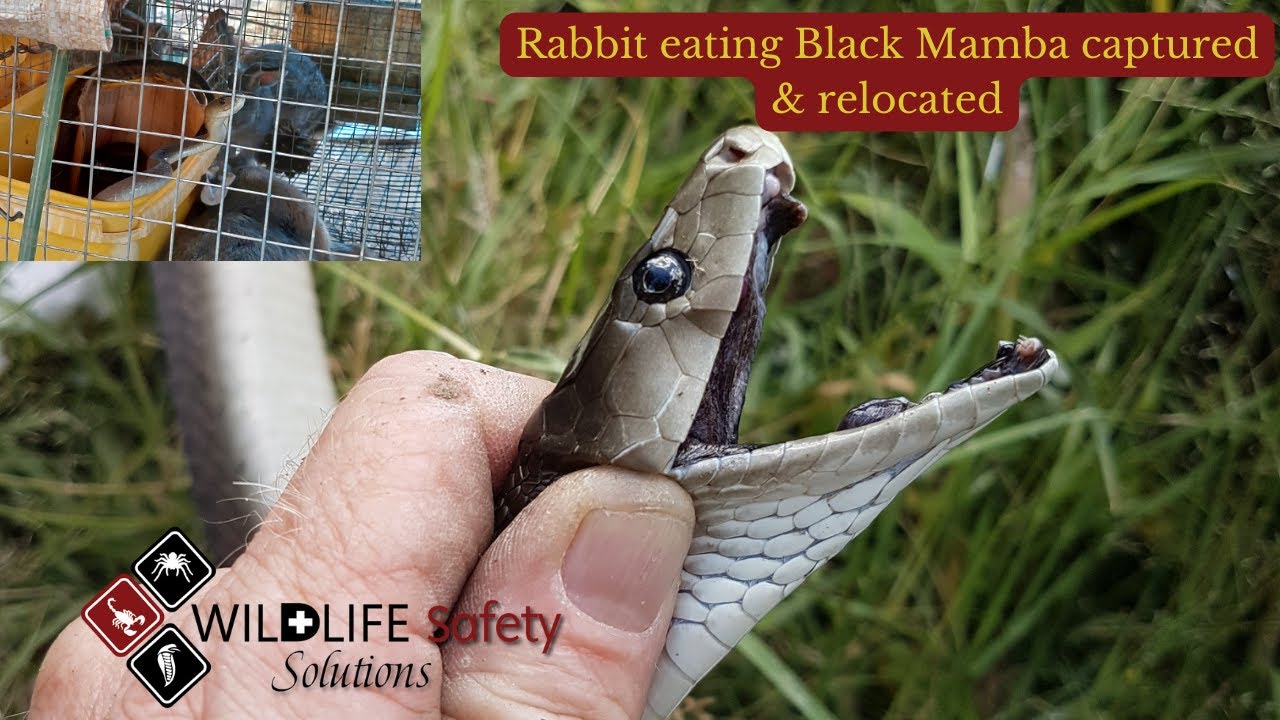 Rabbit eating Black Mamba captured & relocated - YouTube