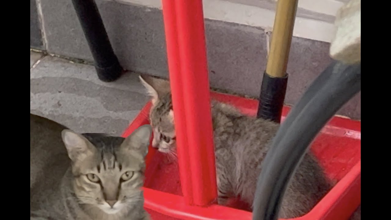 Pickle Discovers Rain While Tokyo keeps Warm - YouTube