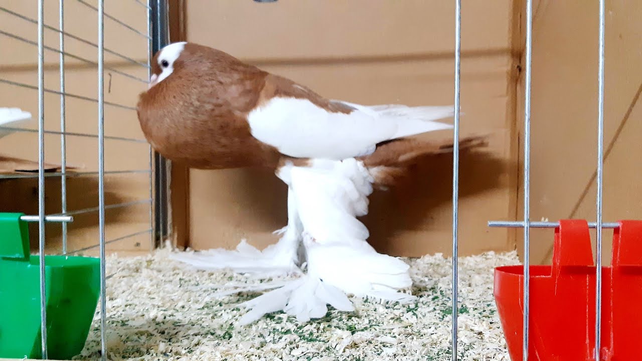 Cage training with a few yellows. Original Reversewing Pouter Loft ...