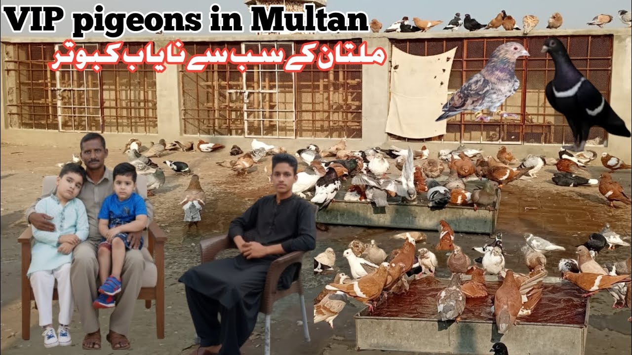 Aj hum multan ka nayab pigeons setup pr gaye||mini zoo||mini zoo new ...
