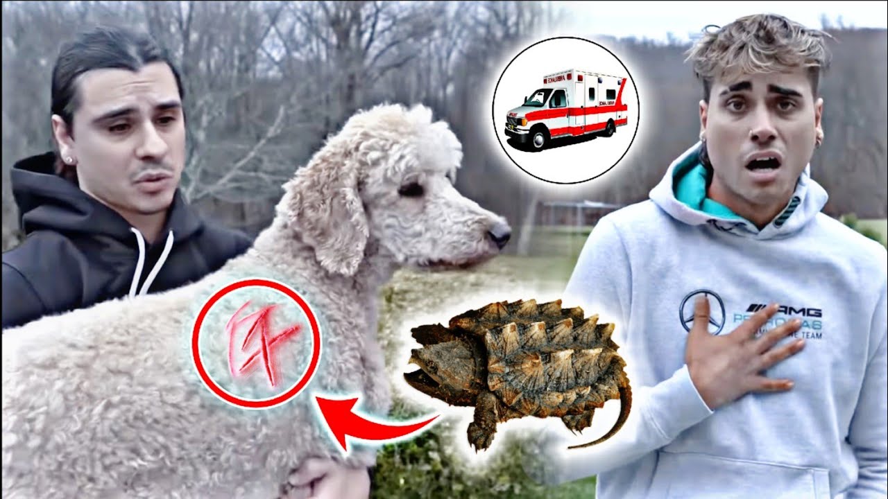 Lucas and Marcus | Our Dog Was Attacked By A Snapping Turtle | Dobre ...