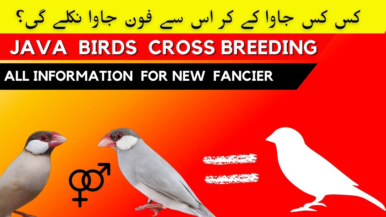 Java Bird Cross Breeding How To Produce Java Mutation For New Fancier Java Sparrow Breeding