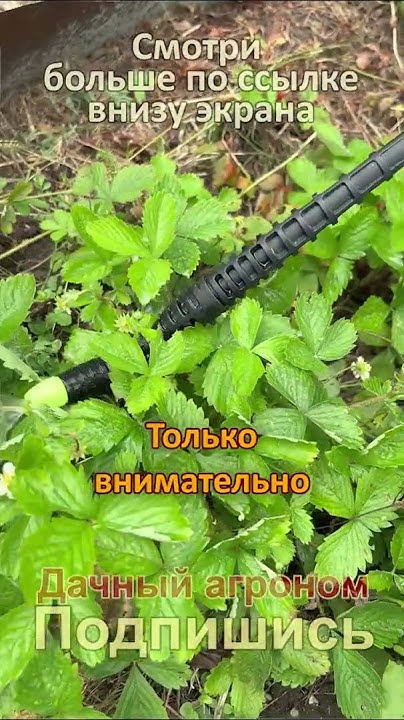 КЛУБНИКА Средства от нематоды и клеща - YouTube
