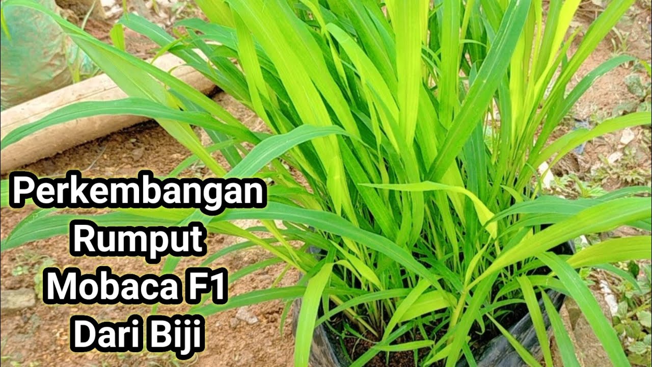 Pertumbuhan Rumput Mombaca F1 Umur 1 Bulan Setengah - YouTube