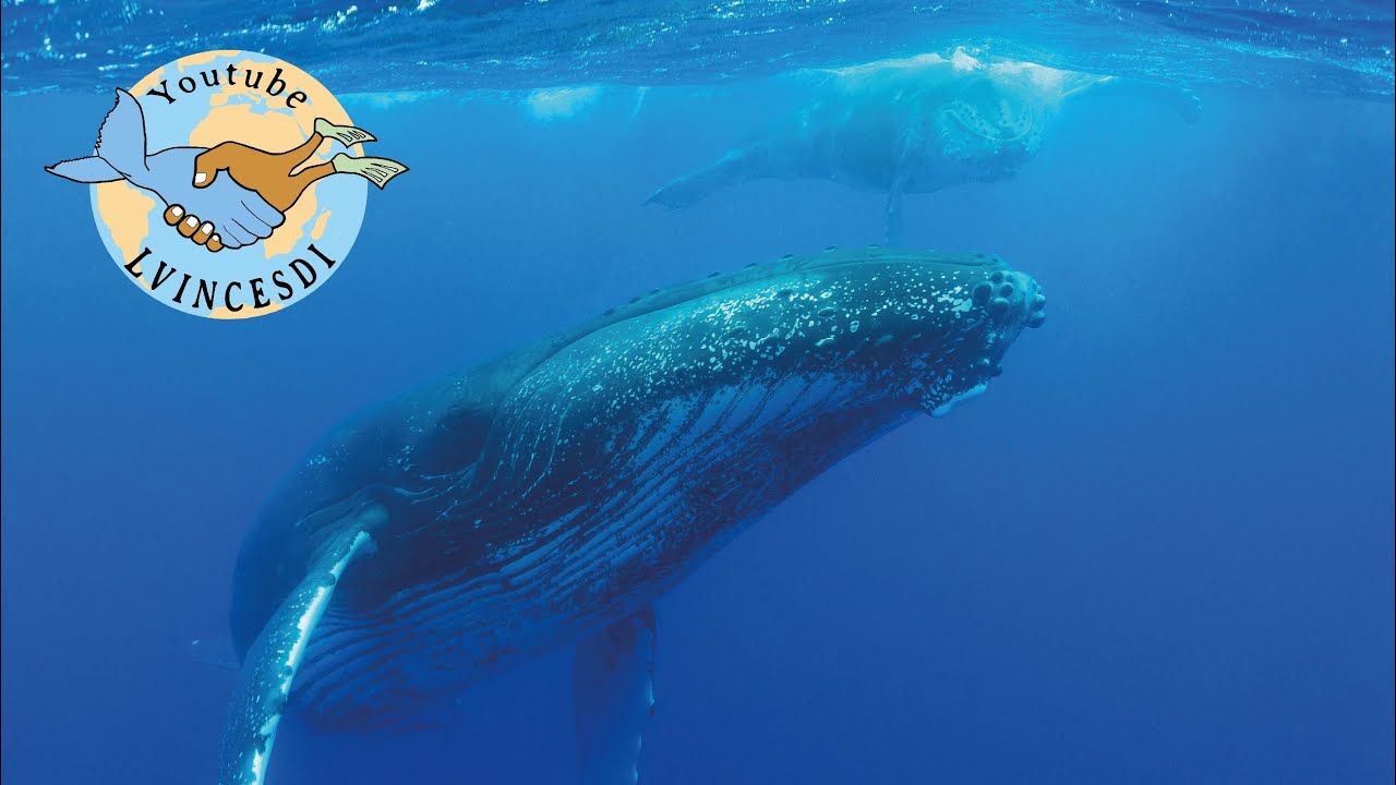 Baleine à bosse des îles de Polynésie Rurutu et Mooréa.Humpback whale ...