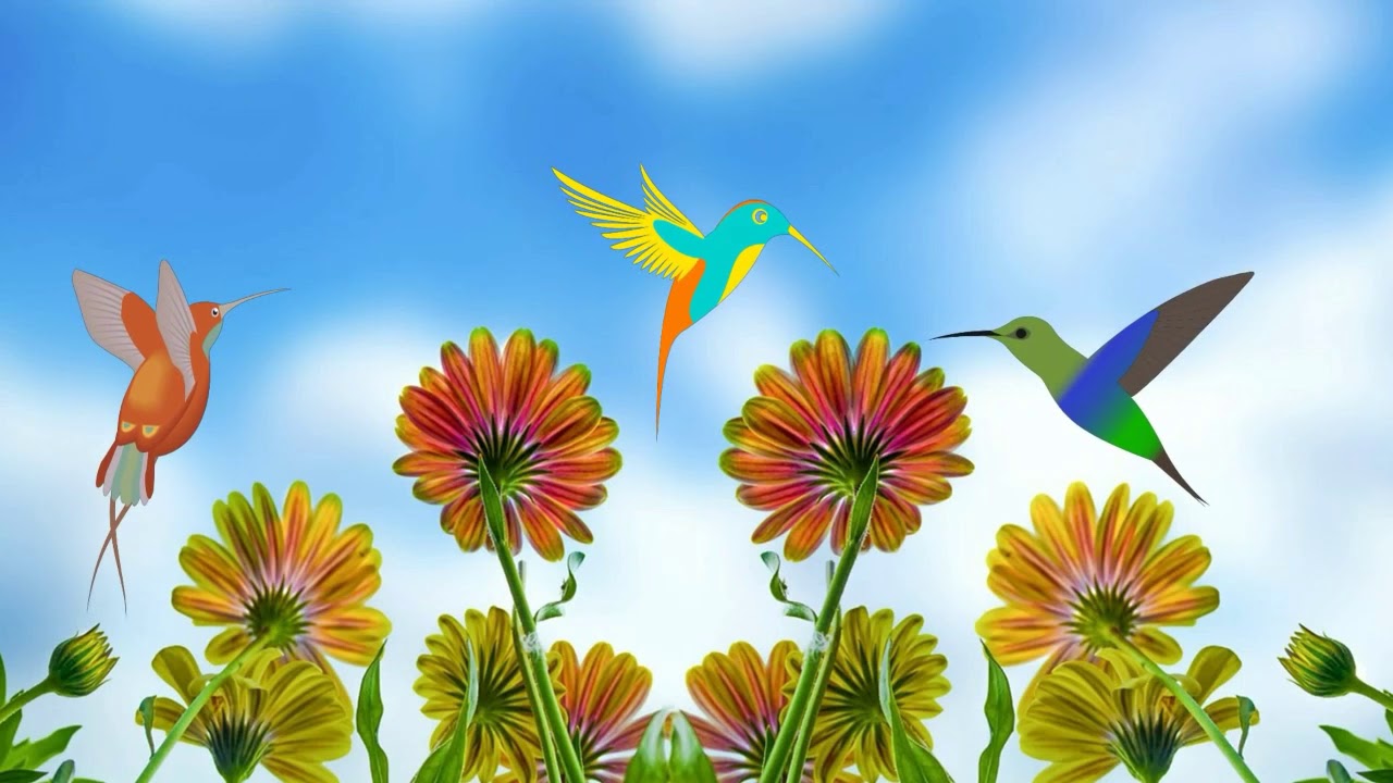 BIRDS, creative commons, free to use - YouTube