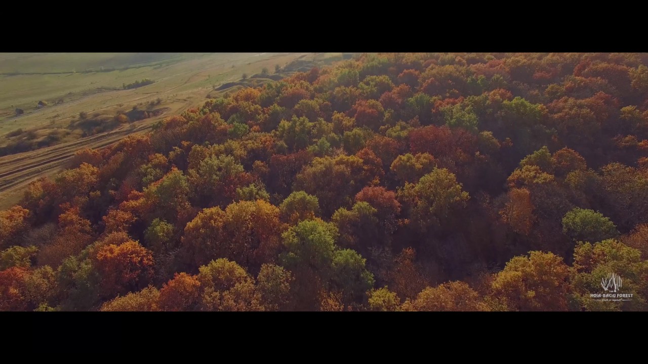 The Hoia-Baciu Forest / autumn aerials 4K - YouTube